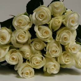 Ziedi - Rozes - Milva / Nopirkt ziedus, ziedu piegāde ar kurjeru